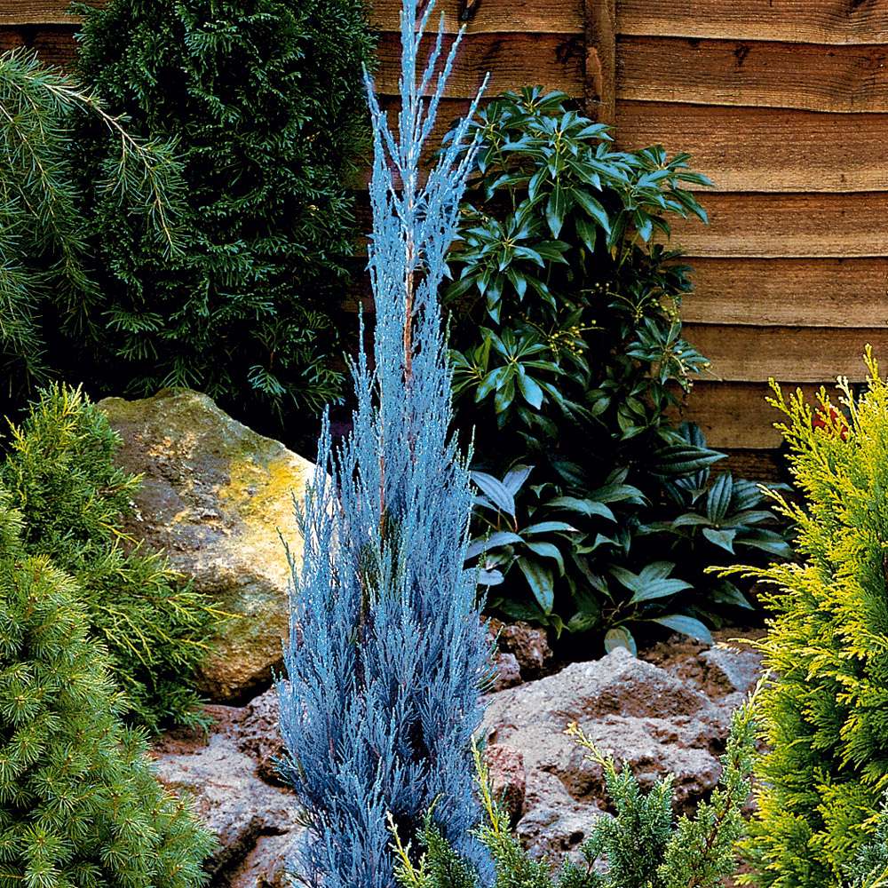 Set-Preis: 7 x Topf-Koniferen | Koniferen | Blüh & Ziergehölze | Ahrens ...