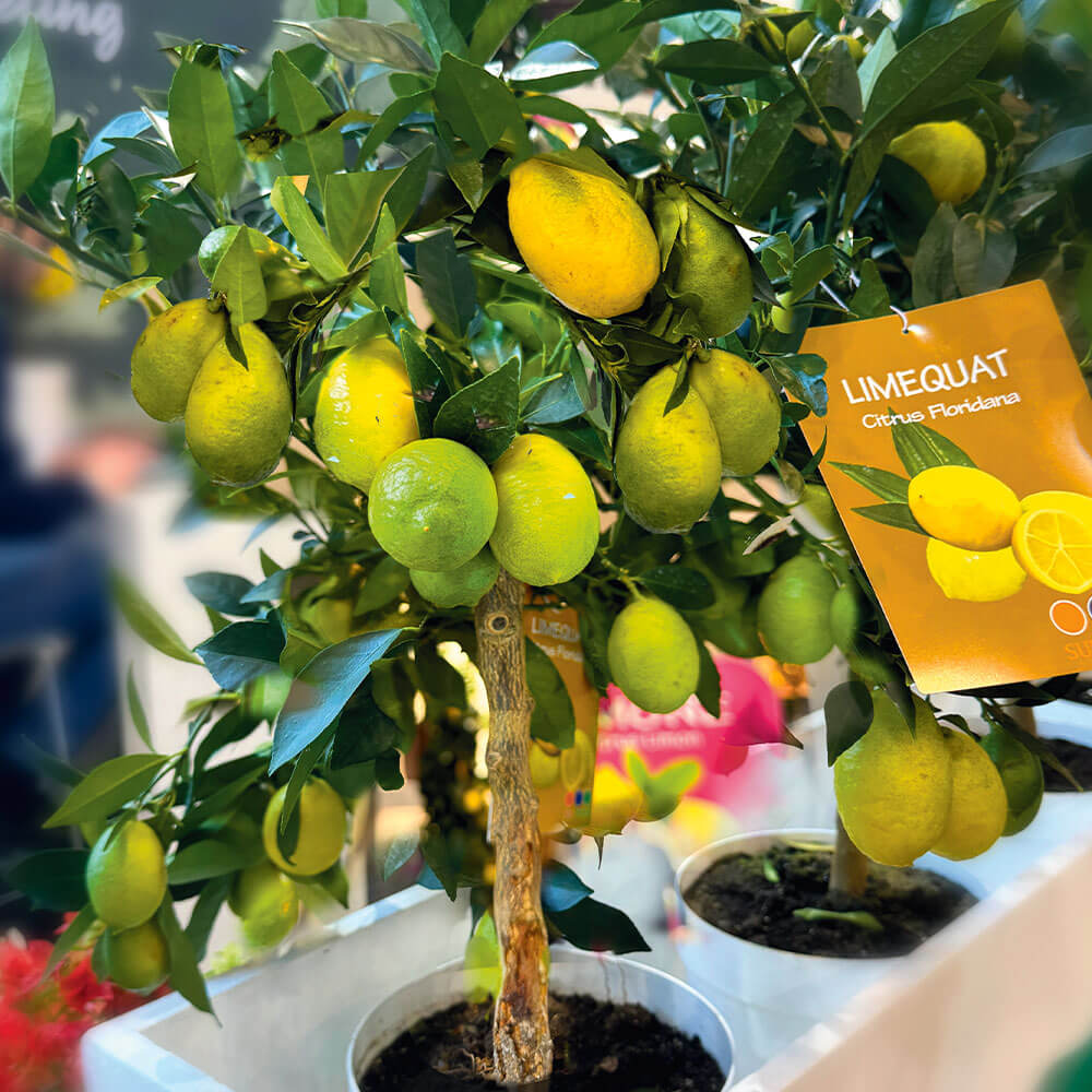 Zitruspflanze LimeQuat kaufen | Ahrens+Sieberz - Pflanzenversand ...