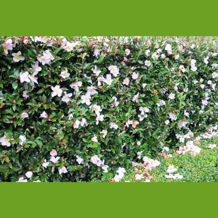 Fairy Magnolia® Blush | Solitär-Pflanzen | Sträucher & Bäume | Blüh ...