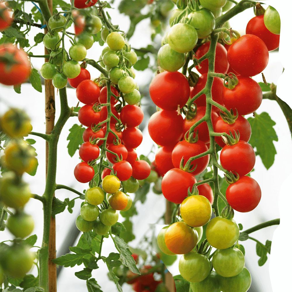 'CherryLady' F1 - die rote Cherry-Tomate | Tomaten | Gemüsepflanzen ...
