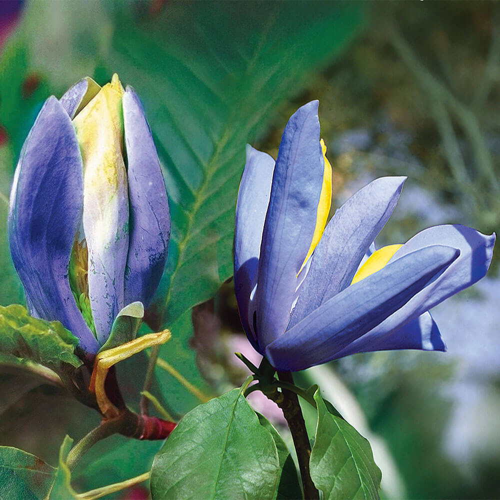 Magnolie 'Blue Opal' kaufen | Ahrens+Sieberz - Pflanzenversand ...