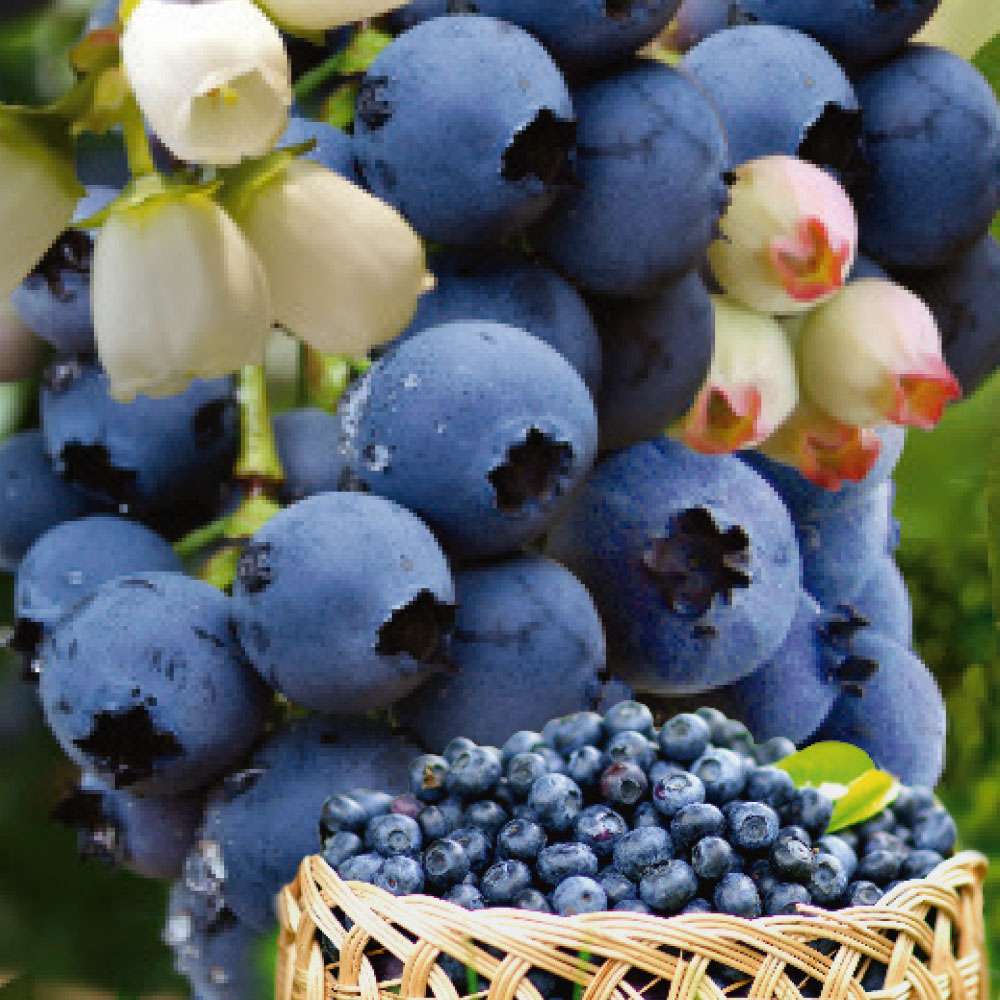 Heidelbeere dublue kaufen | Ahrens+Sieberz - Pflanzenversand & Gartenbedarf