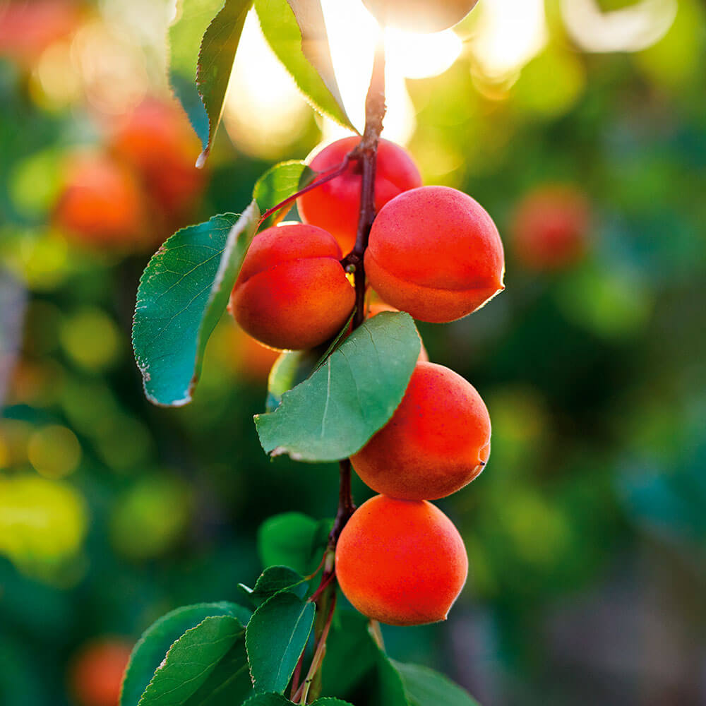Aroma-Aprikose Sunrosso® kaufen | Ahrens+Sieberz - Pflanzenversand ...