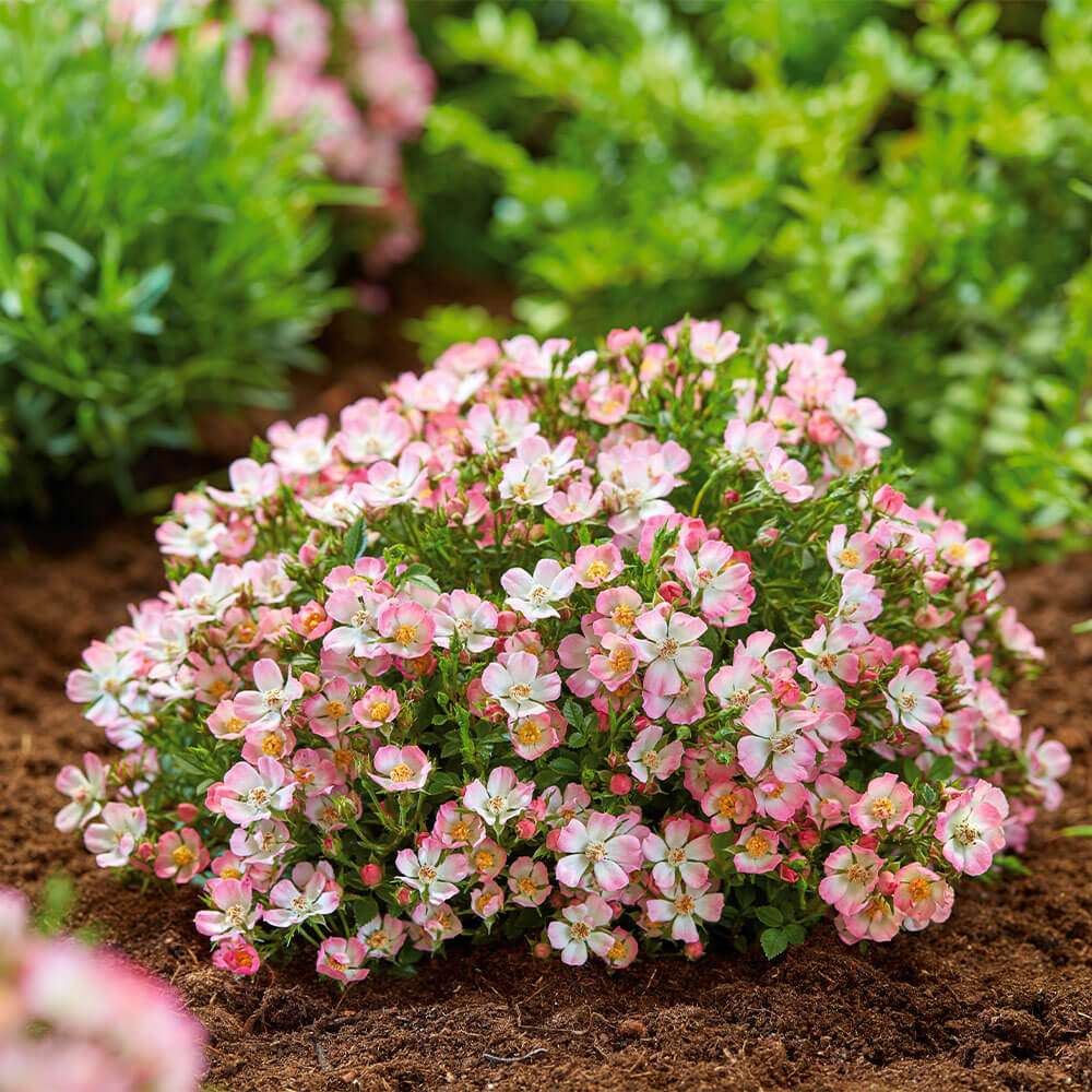 Rose Cutie Pie kaufen | Ahrens+Sieberz - Pflanzenversand & Gartenbedarf