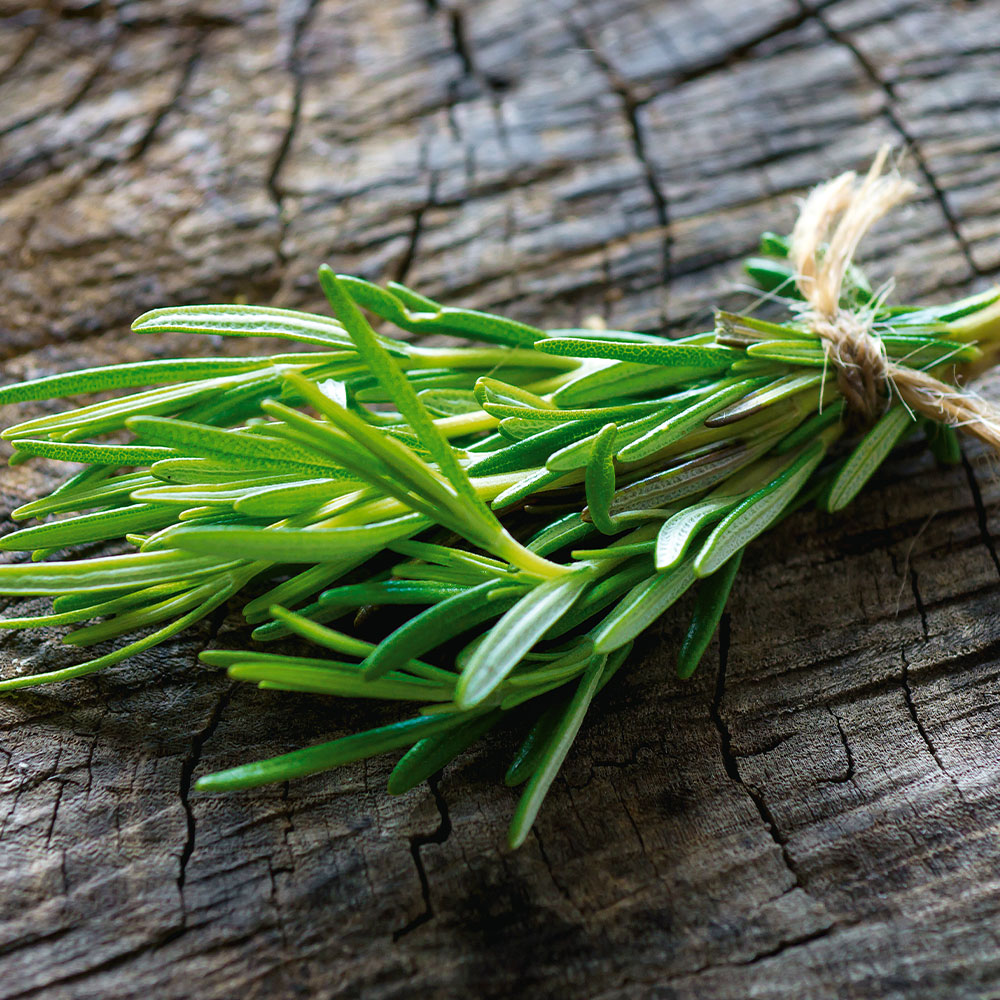 Rosmarin kaufen | Ahrens+Sieberz - Pflanzenversand & Gartenbedarf