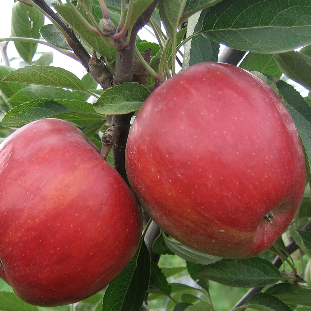 Apfel 'Braeburn' kaufen | Ahrens+Sieberz - Pflanzenversand & Gartenbedarf