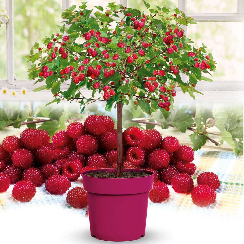 Himbeer-Baum Raspbeary® kaufen | Ahrens+Sieberz - Pflanzenversand ...