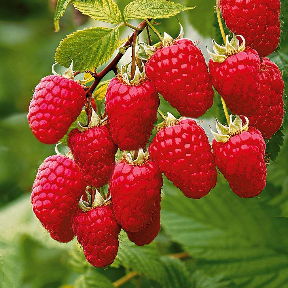 Himbeer-Quartett-Busch 'SCHWARZ-ROT-GOLD' | Himbeeren | Obst | Ahrens ...