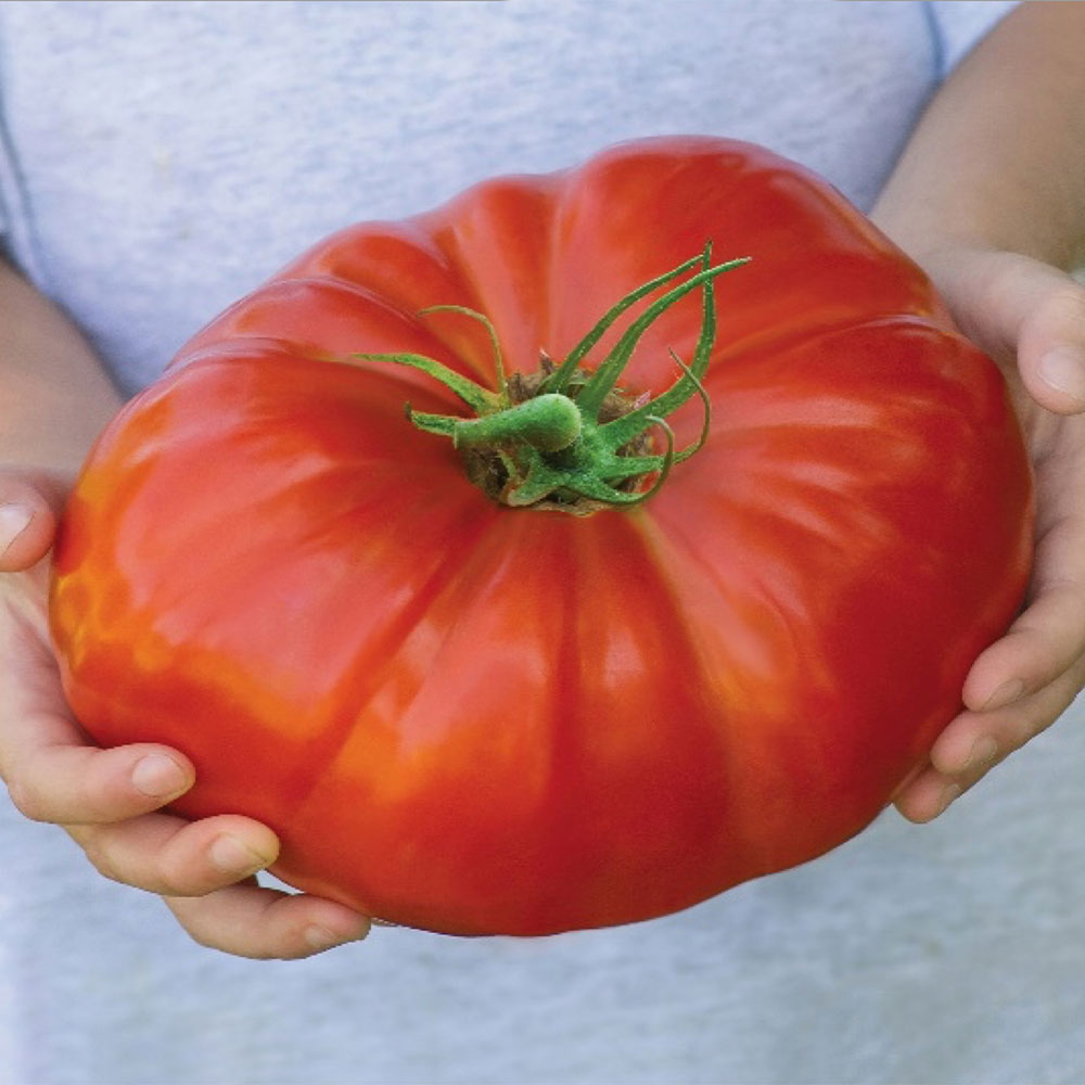 Fleischtomate Gigantomo F1 kaufen | Ahrens+Sieberz - Pflanzenversand ...