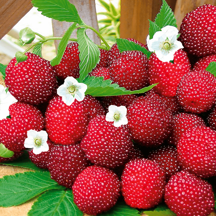 Erdbeer-Himbeere 'Red Beauty' | Himbeeren | Obst | Ahrens+Sieberz ...