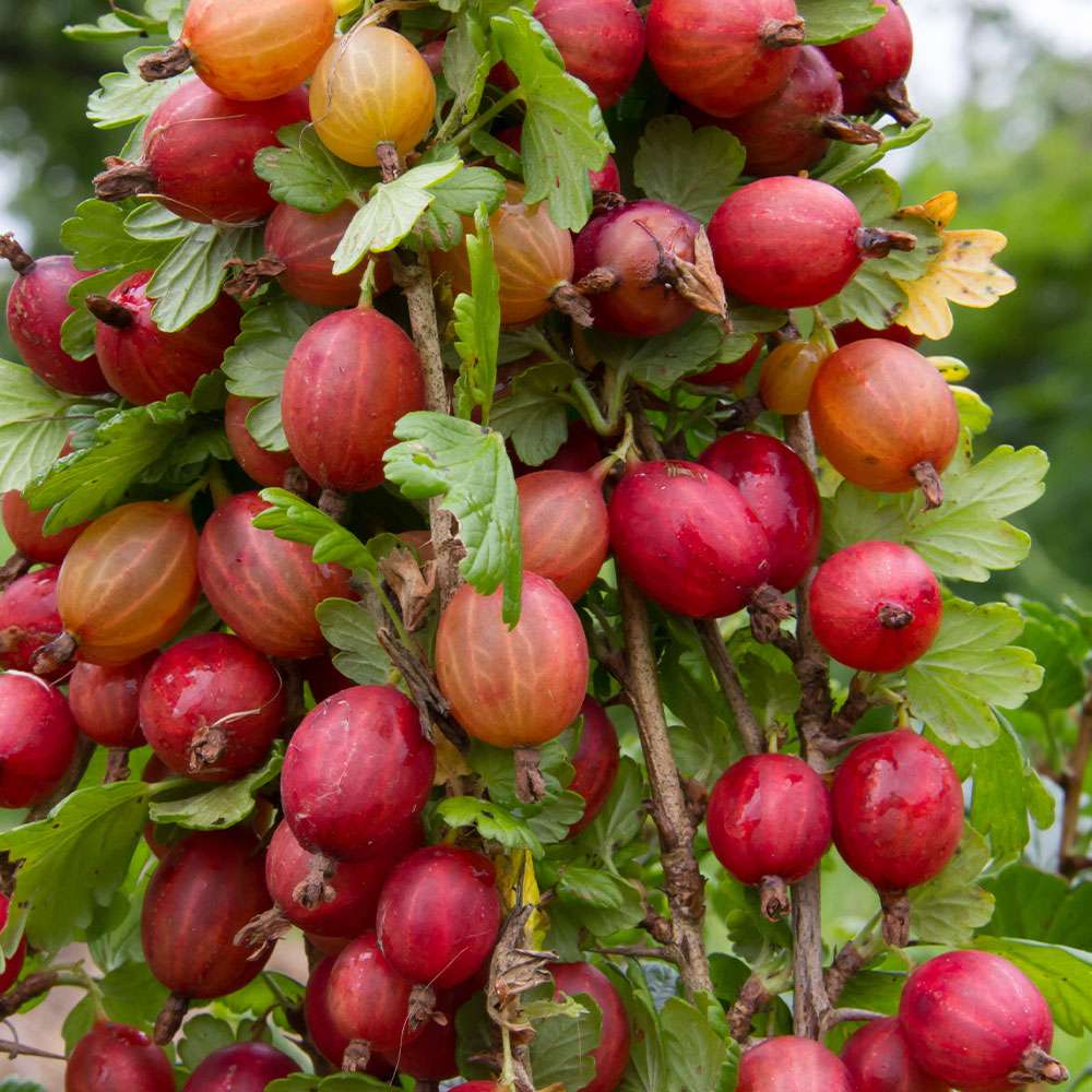 Stachelbeere Captivator kaufen | Ahrens+Sieberz - Pflanzenversand ...