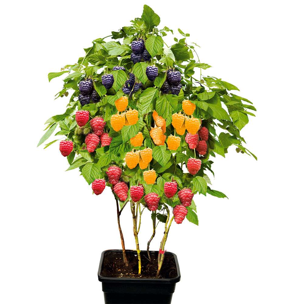 Himbeer-Quartett-Busch 'SCHWARZ-ROT-GOLD' | Himbeeren | Obst | Ahrens ...