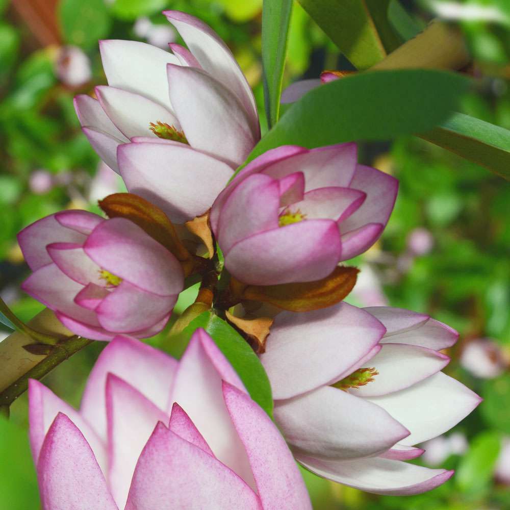 Fairy Magnolia® Blush | Solitär-Pflanzen | Sträucher & Bäume | Blüh ...
