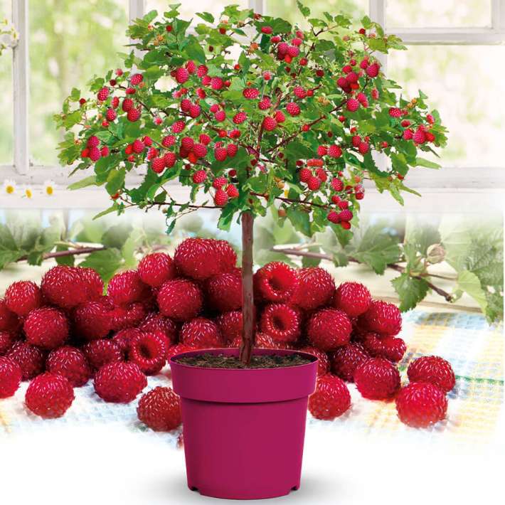 Himbeer-Baum Raspbeary® kaufen | Ahrens+Sieberz - Pflanzenversand ...