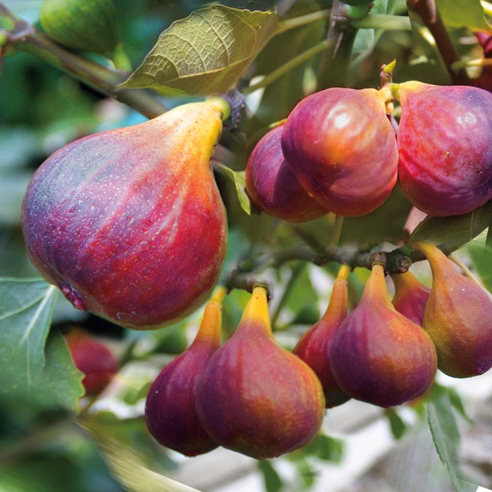 Bunte Weinberg-Feige 'Viola' auf Stamm | Mediterrane Pflanzen | Obst ...