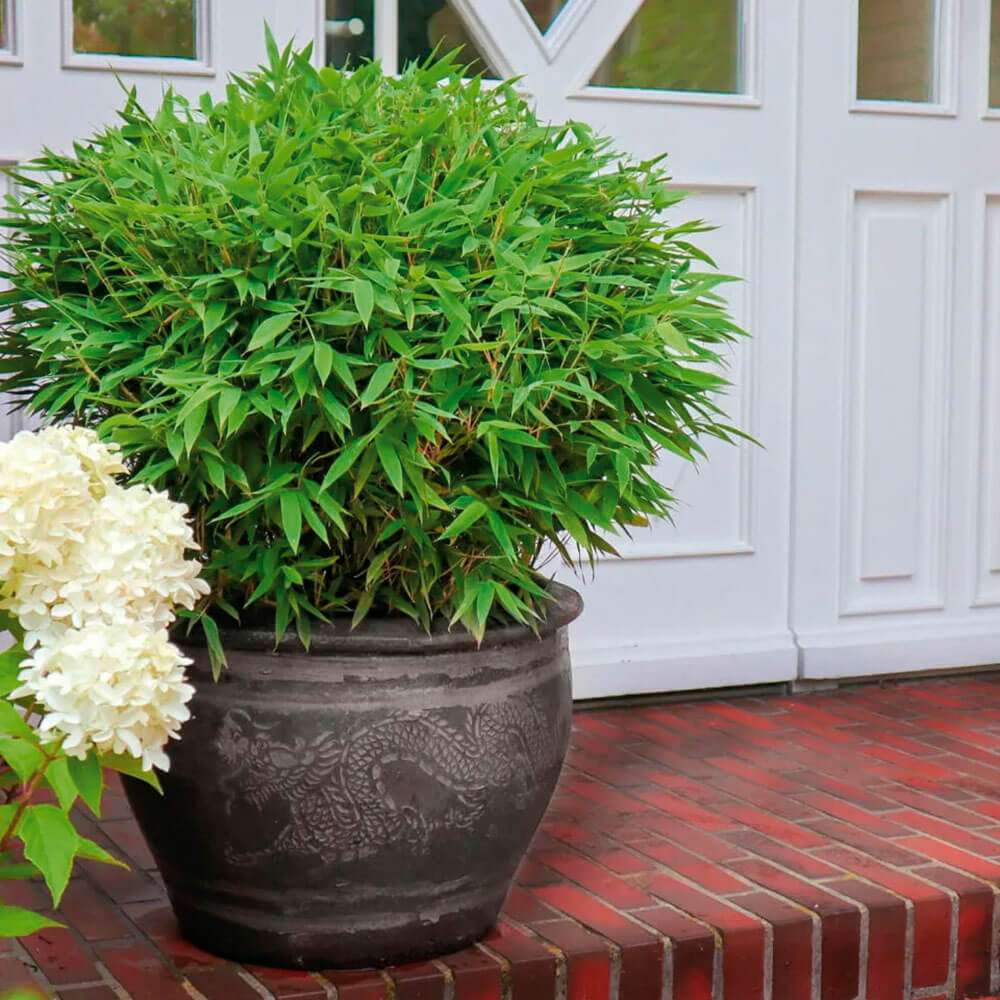 Bambus Moontears kaufen | Ahrens+Sieberz - Pflanzenversand & Gartenbedarf