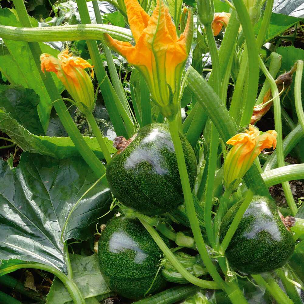 'Little Ballini' F1 - kleine Kugel-Zucchini | Zucchini | Gemüsepflanzen ...