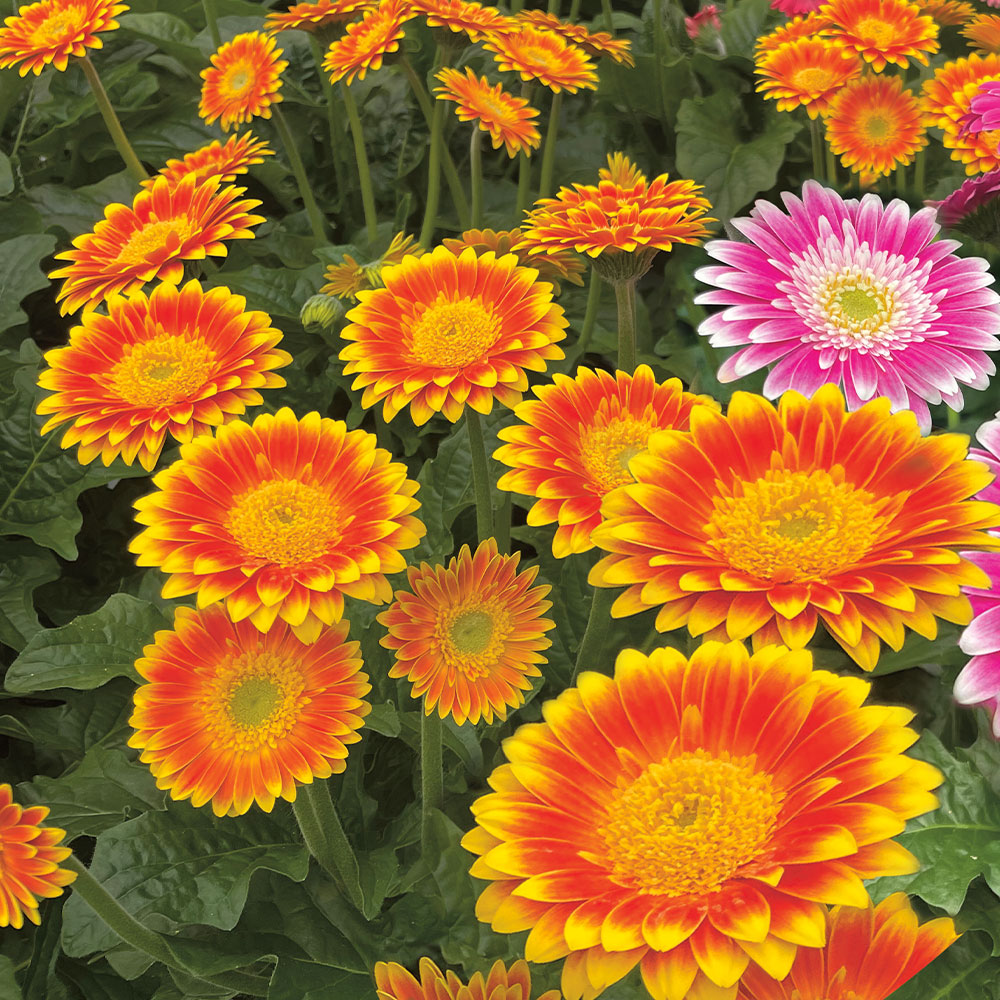 Gerbera Sweet Blaze Orange kaufen | Ahrens+Sieberz - Pflanzenversand ...