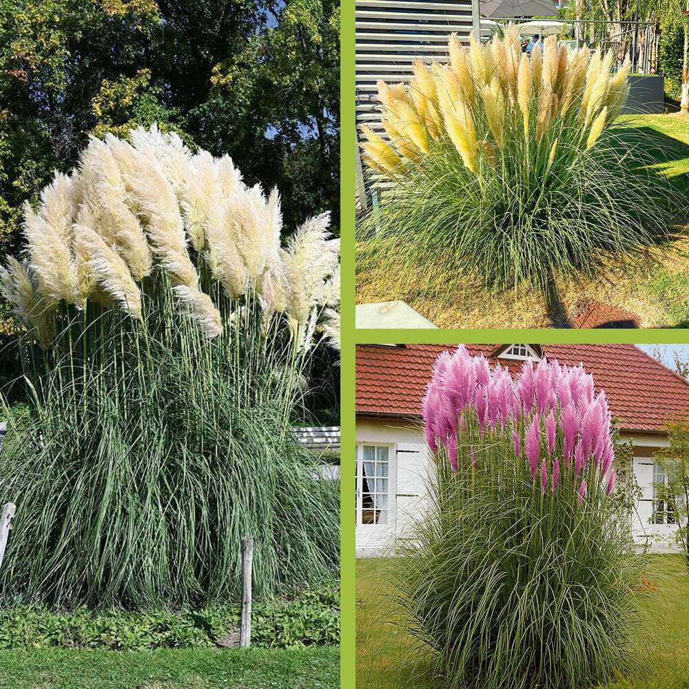 Pampasgras Set kaufen | Ahrens+Sieberz - Pflanzenversand & Gartenbedarf