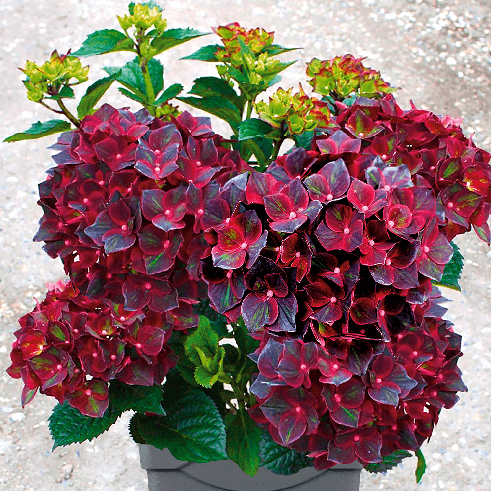 Roco® Black Knight | Blüh- & Ziergehölze | Sträucher & Bäume | Blüh ...