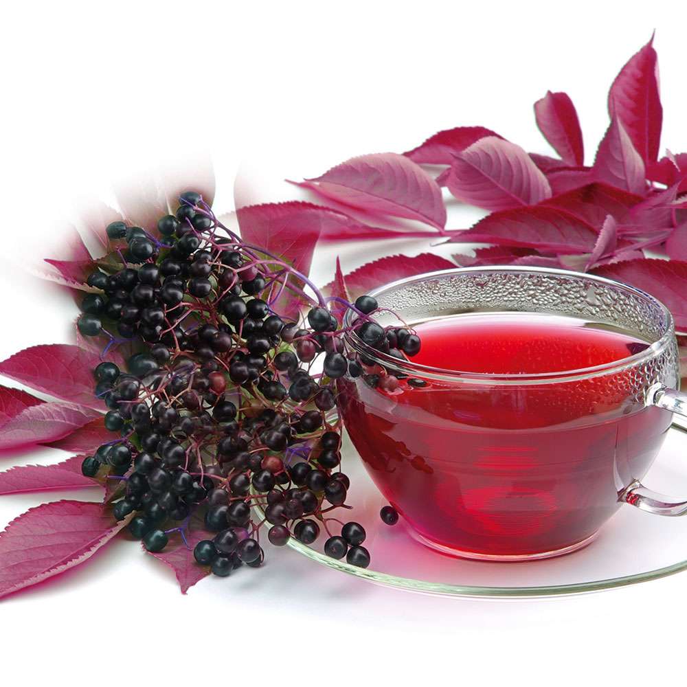 Dunkelroter Duft-Holunder 'Red Holy' | Raritäten | Obst | Ahrens ...