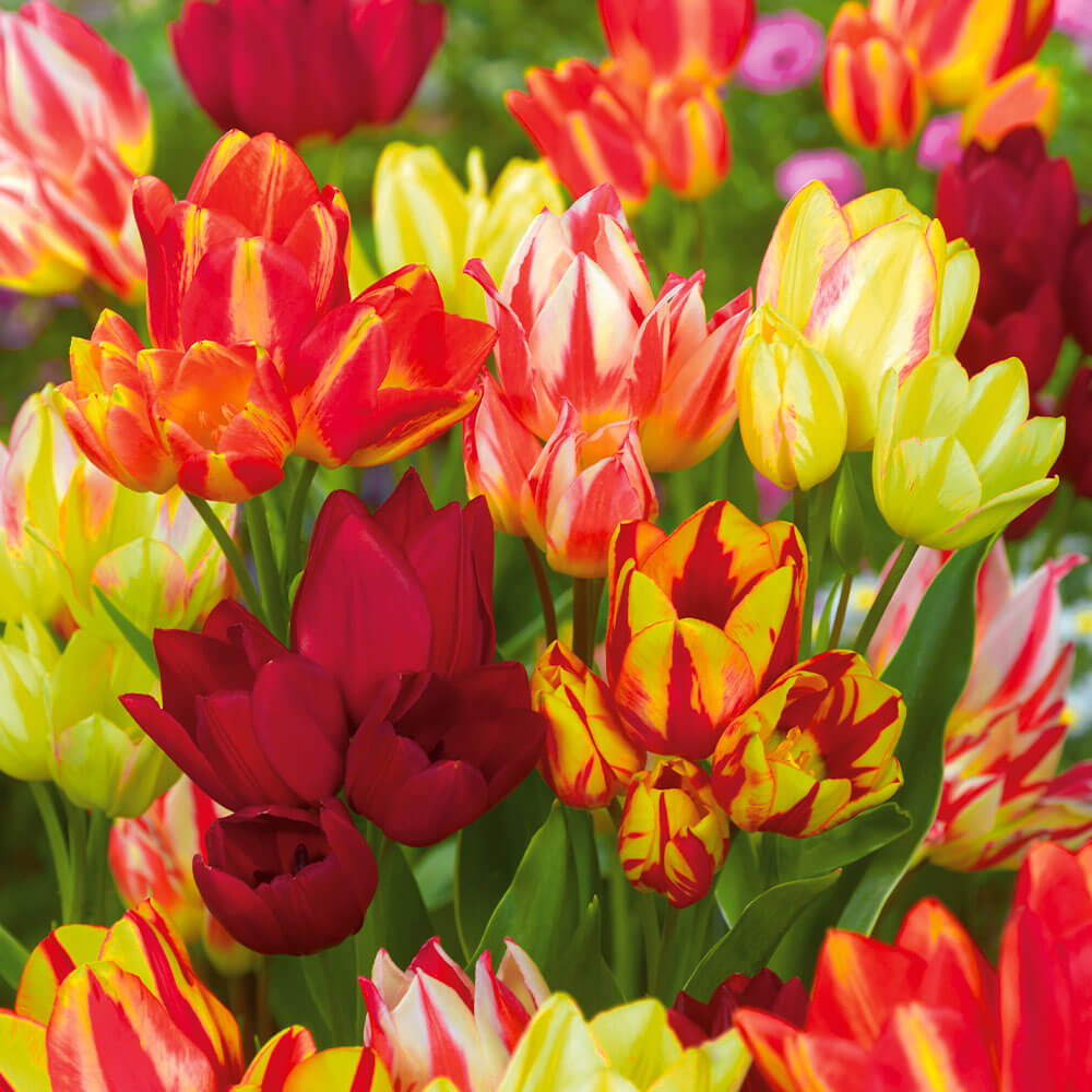 Multiflower Mix kaufen | Ahrens+Sieberz - Pflanzenversand & Gartenbedarf