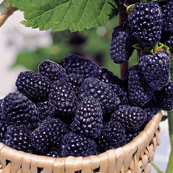 Himbeer-Quartett-Busch 'SCHWARZ-ROT-GOLD' | Himbeeren | Obst | Ahrens ...