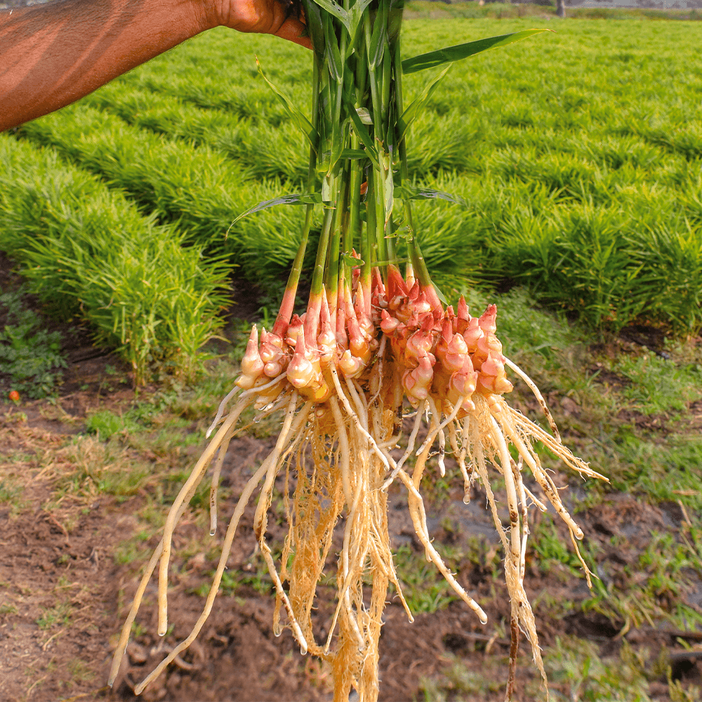 Echter Ingwer kaufen | Ahrens+Sieberz - Pflanzenversand & Gartenbedarf