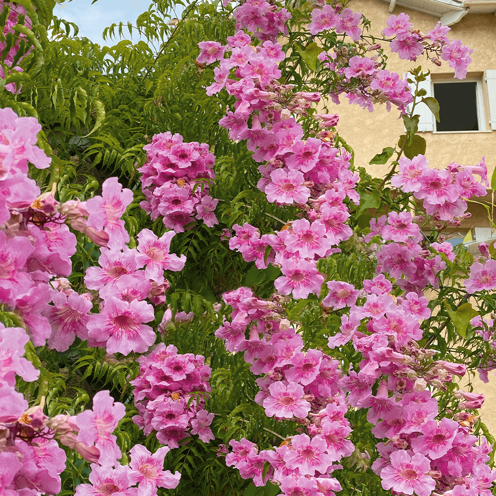 Sternjasmin Rosa kaufen | Ahrens+Sieberz - Pflanzenversand & Gartenbedarf