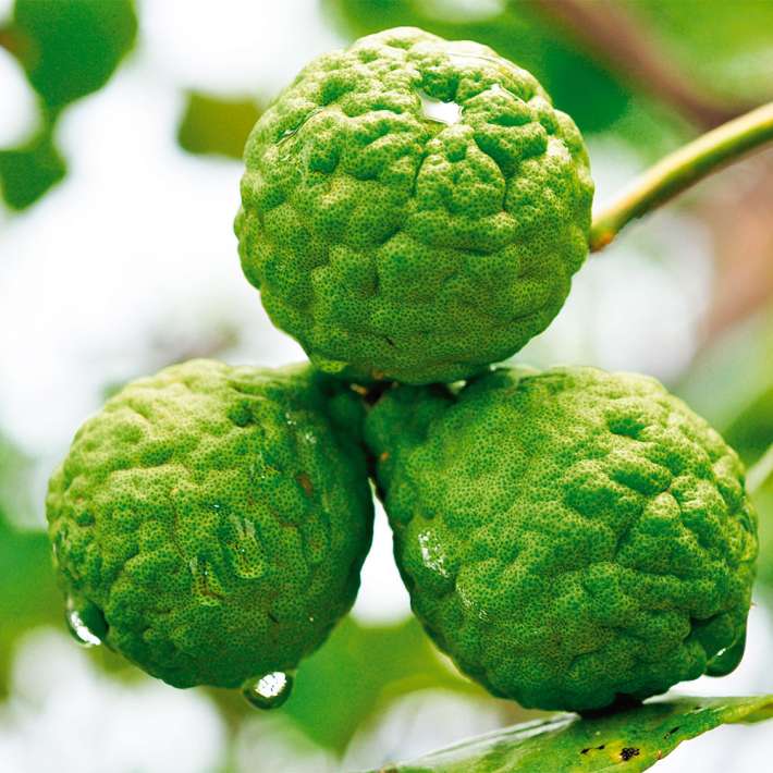 BIO Kaffir-Limette kaufen | Ahrens+Sieberz - Pflanzenversand & Gartenbedarf