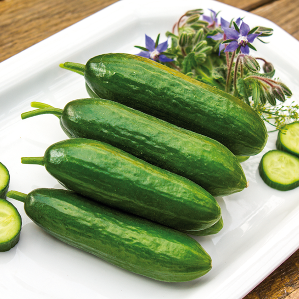 Mini-Snack-Gurke 'Picolino' F1 | Gurken | Gemüsesamen | Gemüse | Ahrens ...