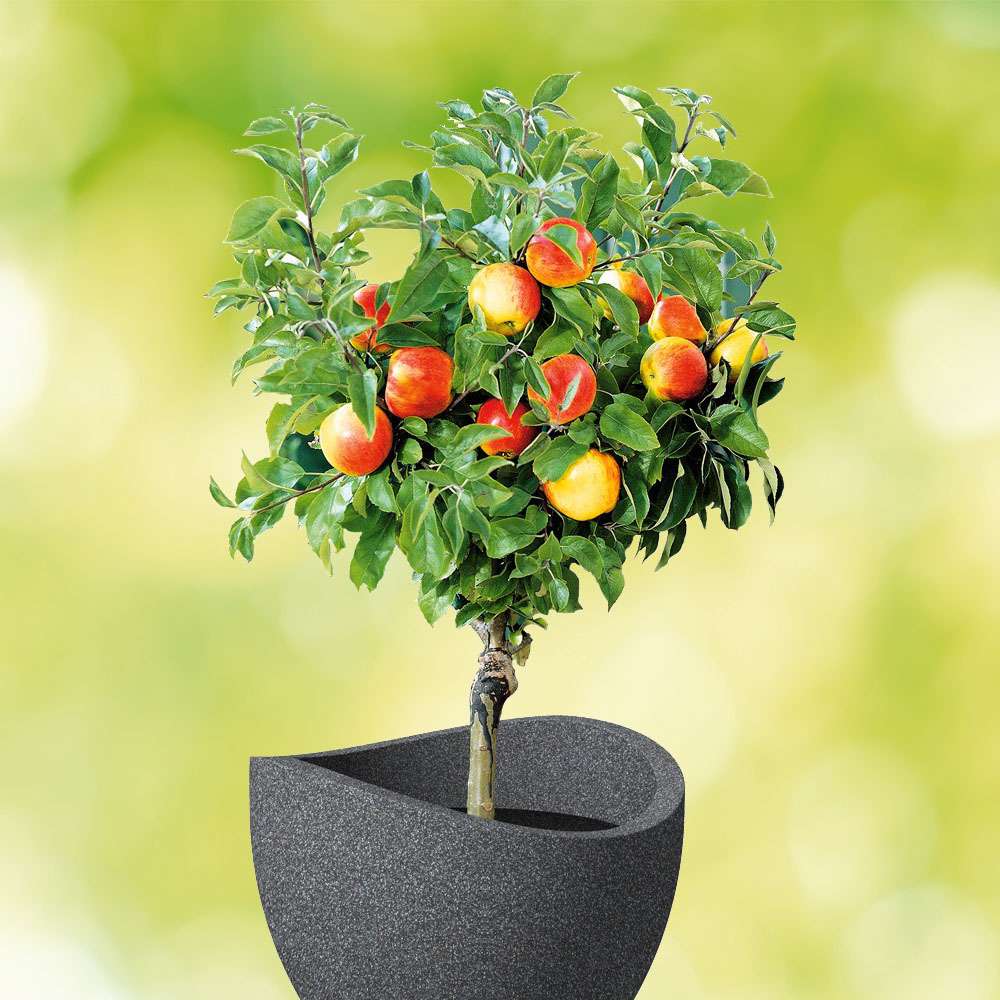 Zwergapfelbaum kaufen | Ahrens+Sieberz - Pflanzenversand & Gartenbedarf