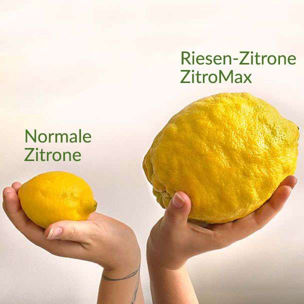 Riesen-Zitrone ZitroMax | Obstgehölz | Zitrusfrüchte | Obst | Ahrens ...