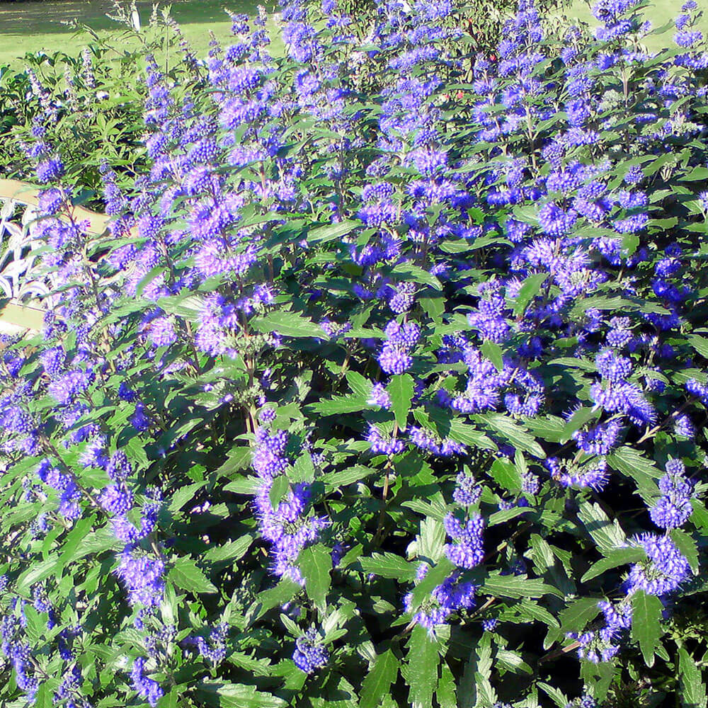 Bartblume Blue Balloon® kaufen | Ahrens+Sieberz - Pflanzenversand ...