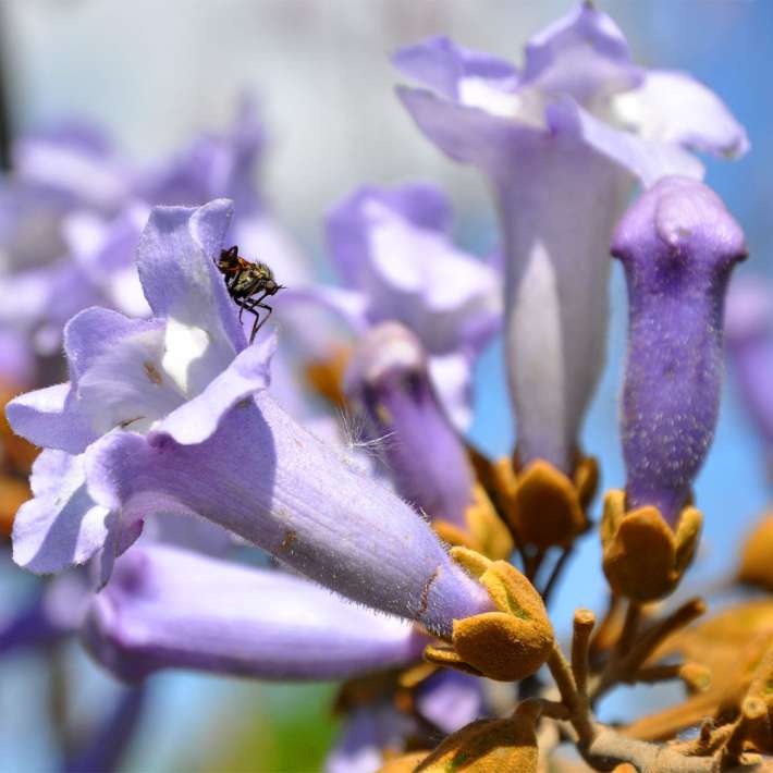 BIO Kiribaum Paulownia kaufen | Ahrens+Sieberz - Pflanzenversand ...