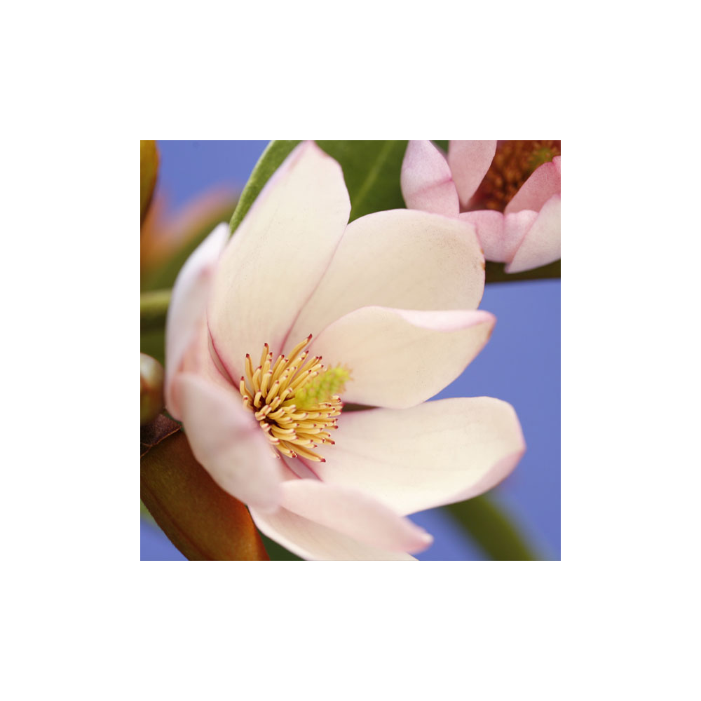 Fairy Magnolia® Blush | Solitär-Pflanzen | Sträucher & Bäume | Blüh ...