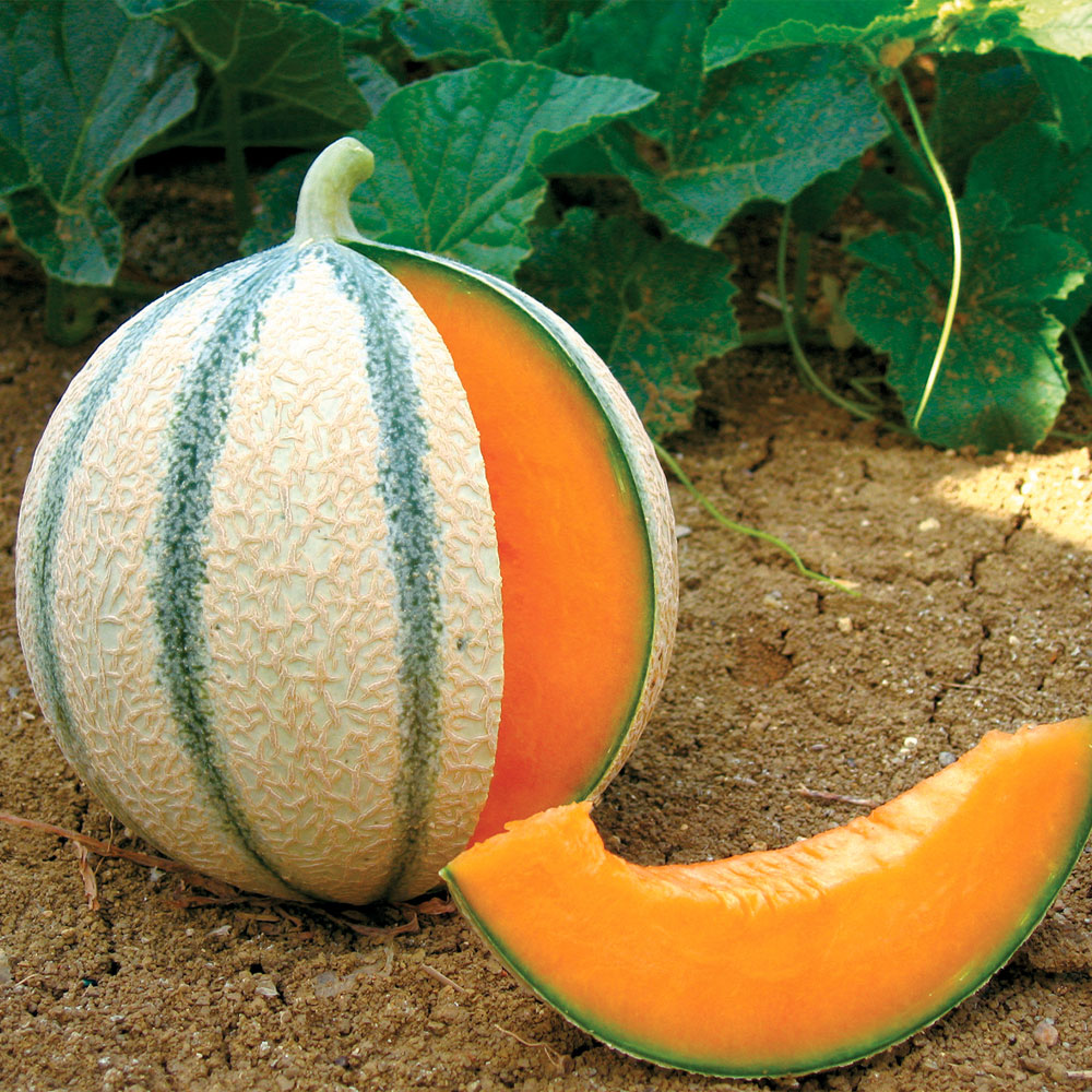 Honigmelone Anasta F1 kaufen | Ahrens+Sieberz - Pflanzenversand ...
