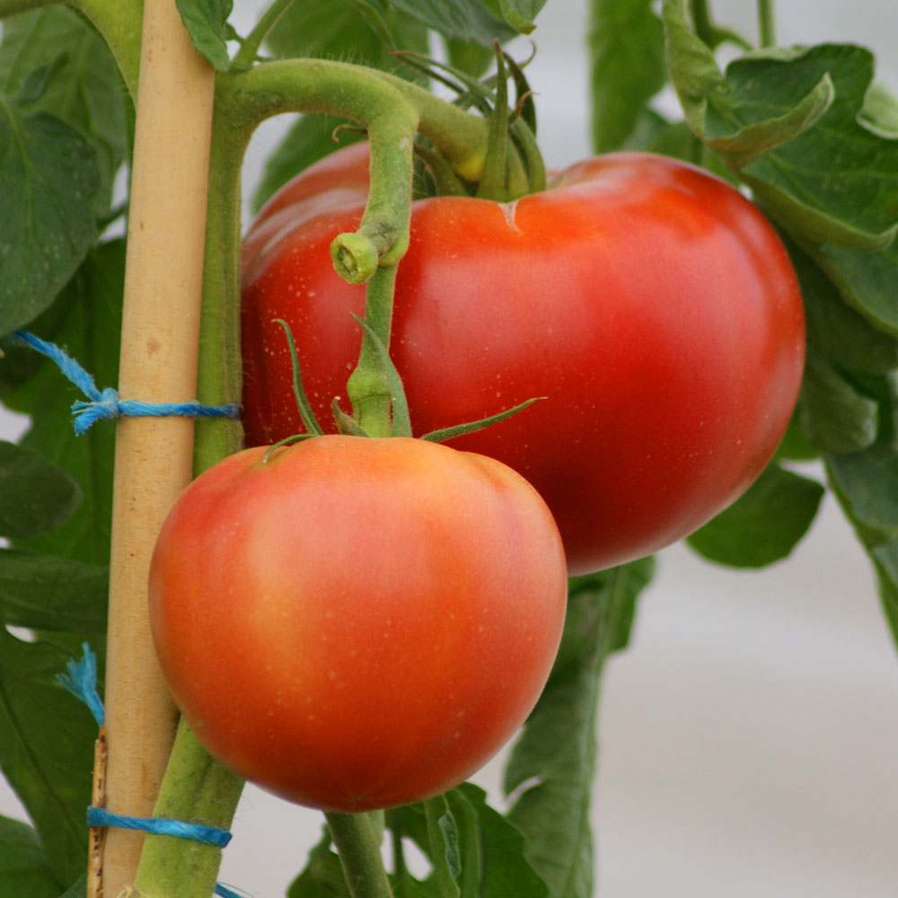 Fleisch-Tomate 'Bulli F1' | Tomaten | Gemüsepflanzen | Gemüse | Ahrens ...