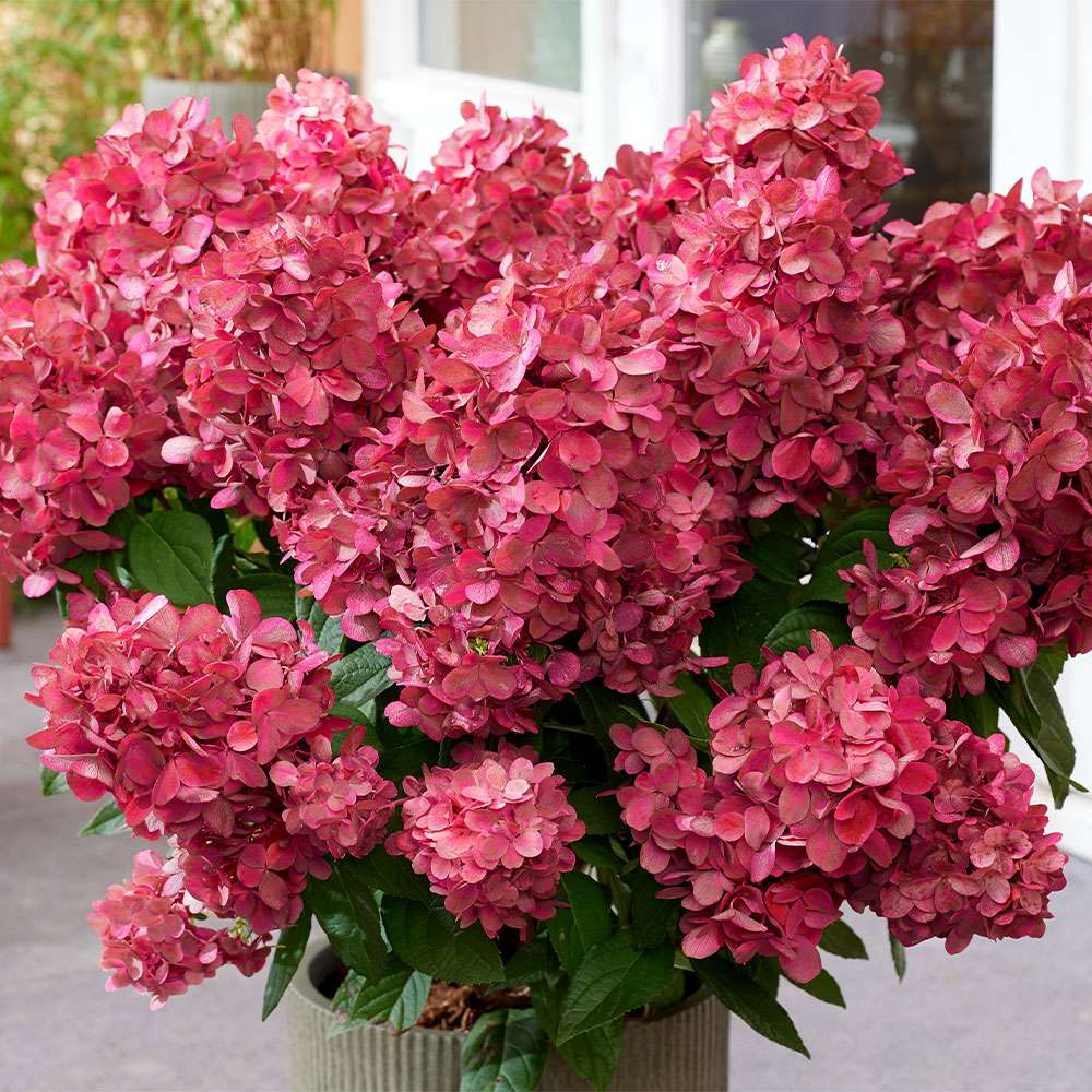 Rispen-Hortensie Bloody® Marie kaufen | Ahrens+Sieberz ...