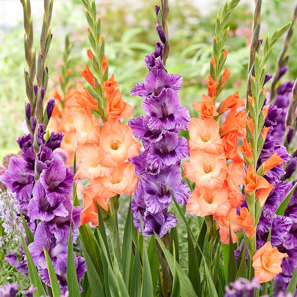Gladiole Tropical Tango kaufen | Ahrens+Sieberz - Pflanzenversand ...