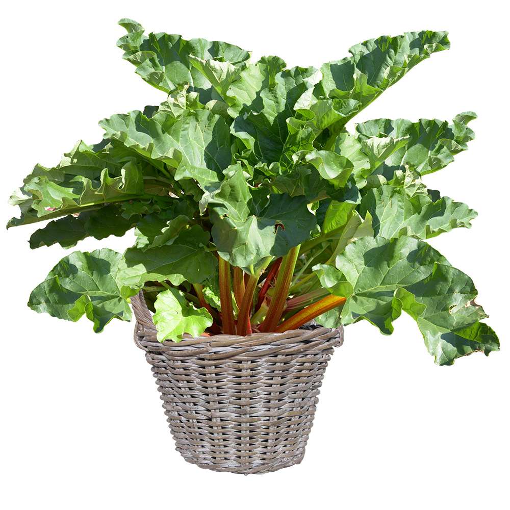 Rhabarber "Barbara" kaufen | Ahrens+Sieberz - Pflanzenversand ...