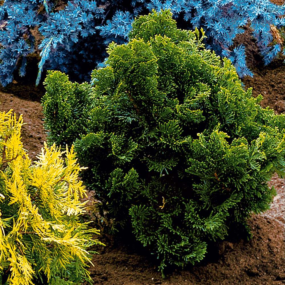 Set-Preis: 7 x Topf-Koniferen | Koniferen | Blüh & Ziergehölze | Ahrens ...