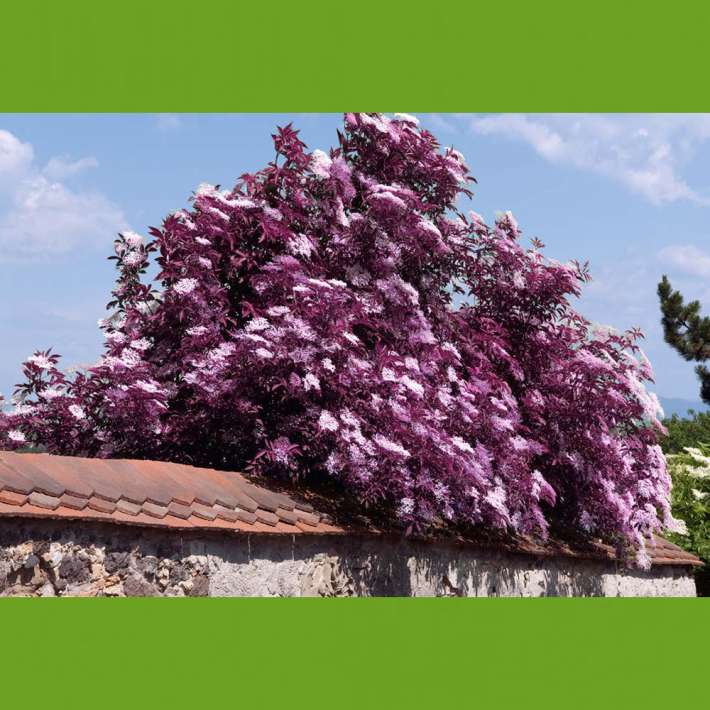 Dunkelroter Duft-Holunder 'Red Holy' | Raritäten | Obst | Ahrens ...