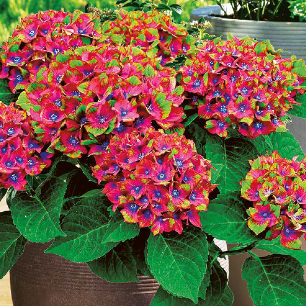 Hortensie ’Saxon® Schloß Wackerbarth’ kaufen | Ahrens+Sieberz ...