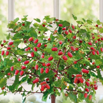 Himbeer-Baum Raspbeary® kaufen | Ahrens+Sieberz - Pflanzenversand ...