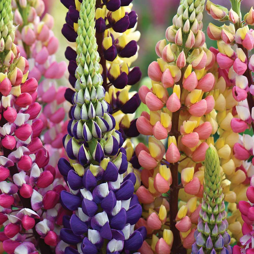 BIO Lupinen-Mix kaufen | Ahrens+Sieberz - Pflanzenversand & Gartenbedarf